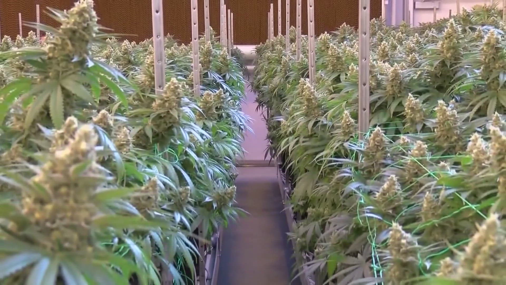 Ohio House passes bill that would ban intoxicating hemp products ...