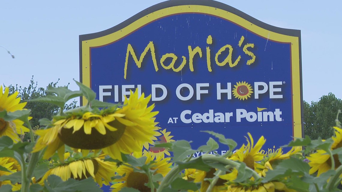Maria's Field Of Hope sunflowers blooming at Cedar Point location ...