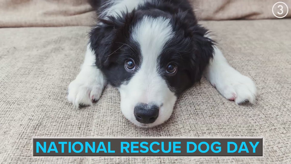 Happy National Rescue Dog Day! | wkyc.com