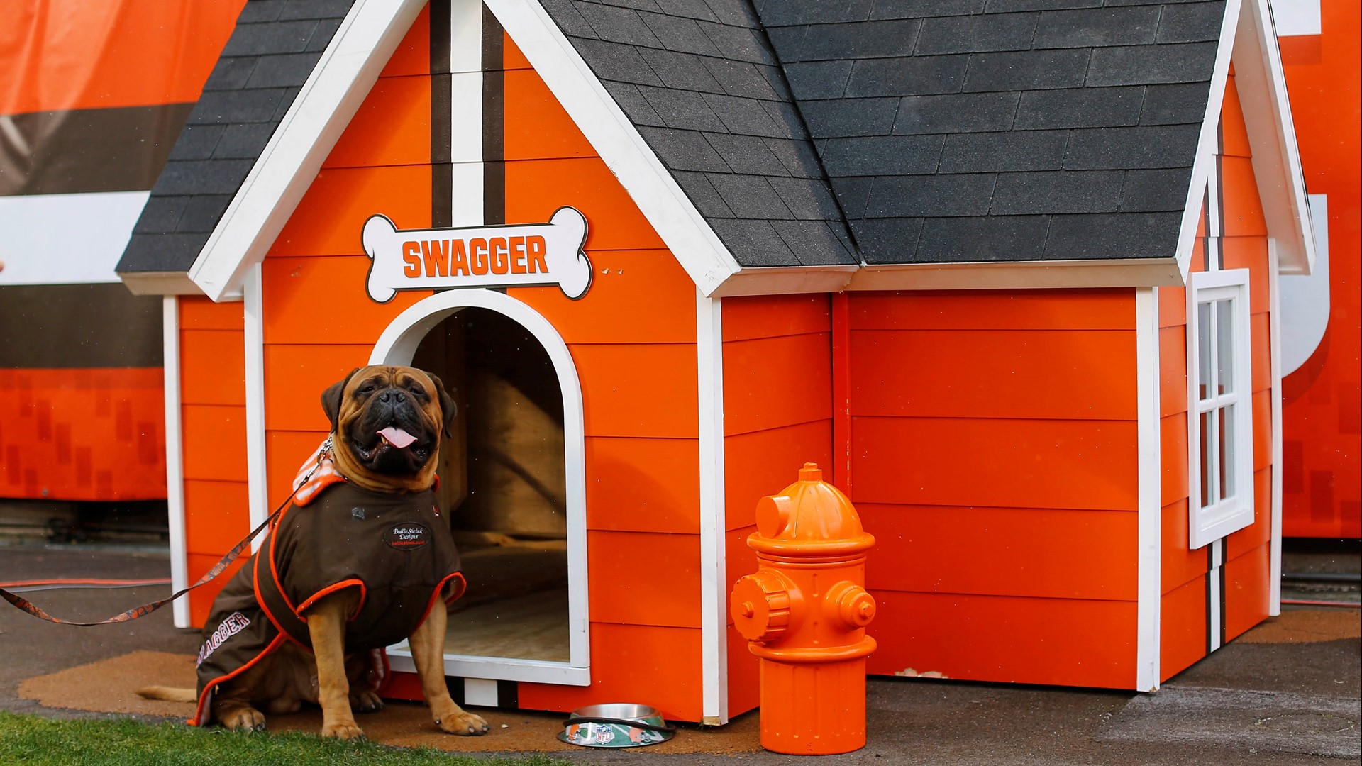 Browns fans say final goodbye to beloved former mascot Swagger | wkyc.com