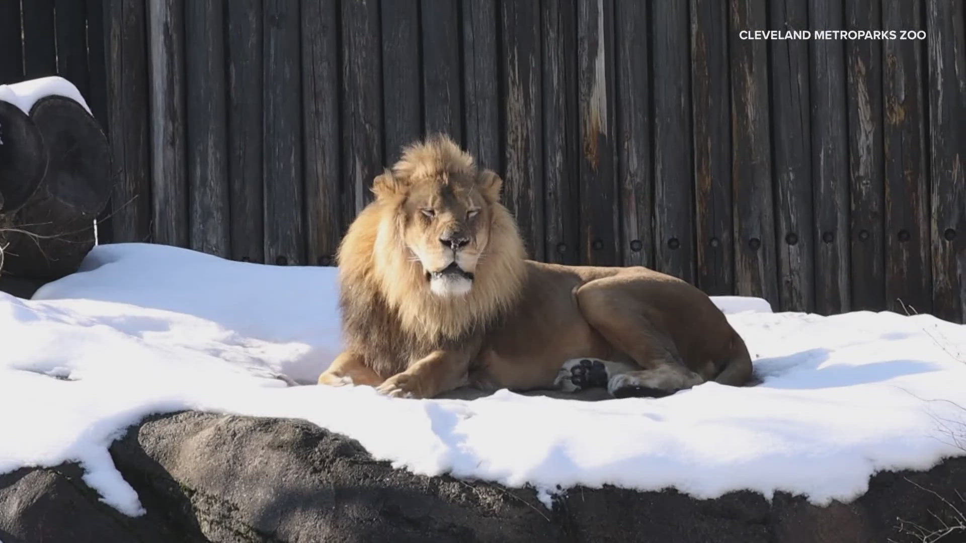 Why winter might be the best time to visit the Cleveland Metroparks Zoo ...