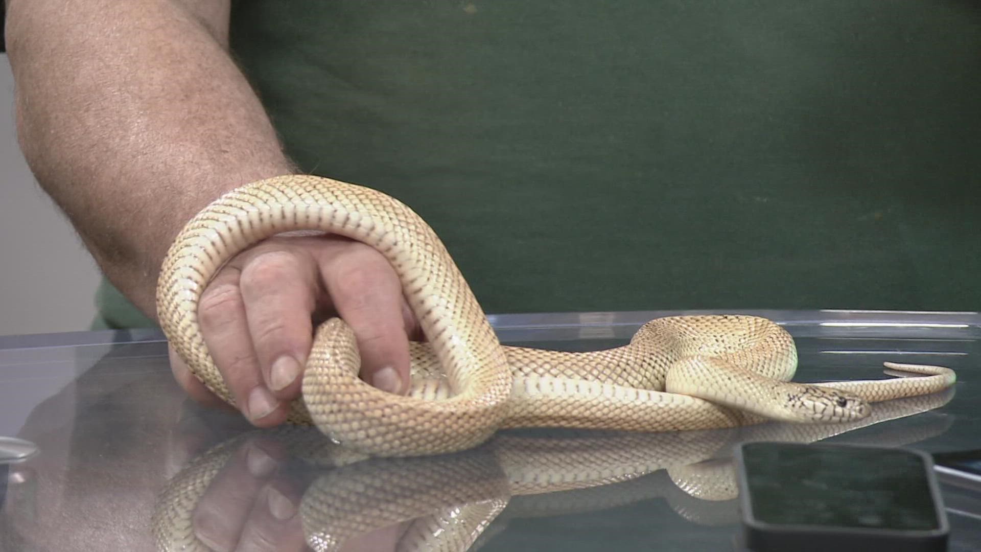 Ready Pet GO! Freckles the snake visits 3News: How to adopt | wkyc.com