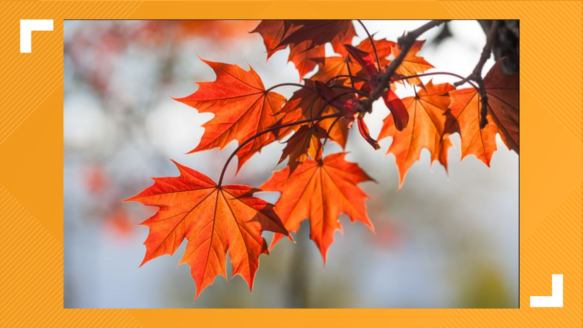 Fall colors will near peak in northern Ohio this weekend | wkyc.com