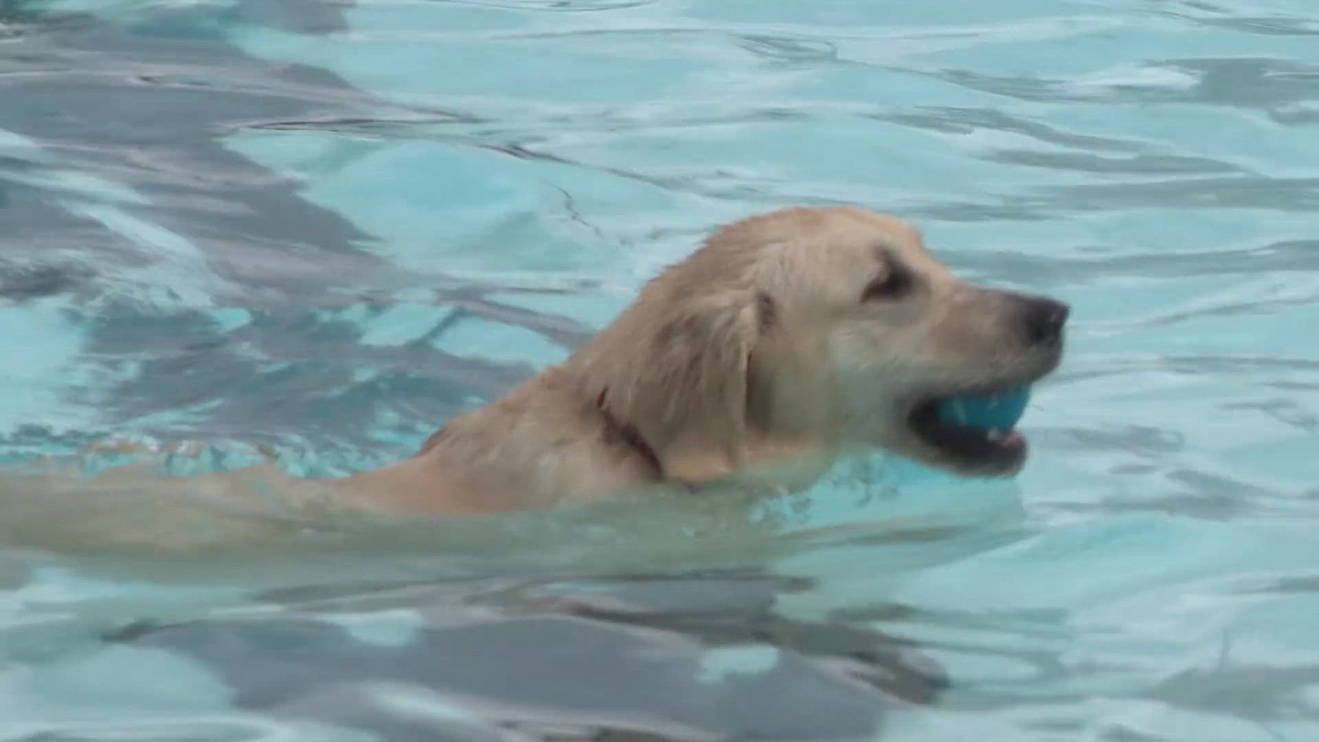 Dogs take a swim to benefit Parma Animal Shelter | wkyc.com