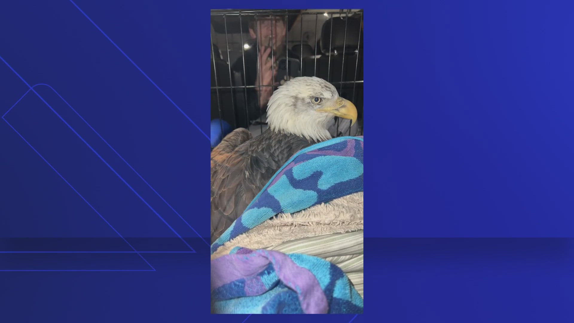 Bird flu concerns in Ohio: Bald eagle dies in Summit County | wkyc.com