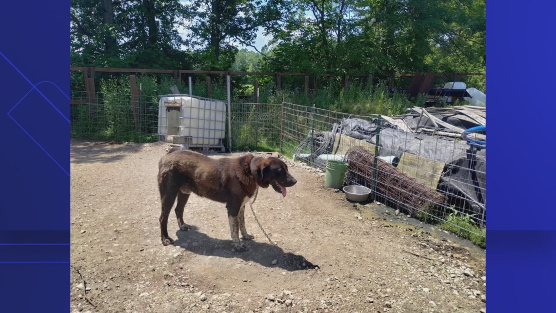 15 goats, 13 dogs among 37 'neglected animals' seized from Avon ...