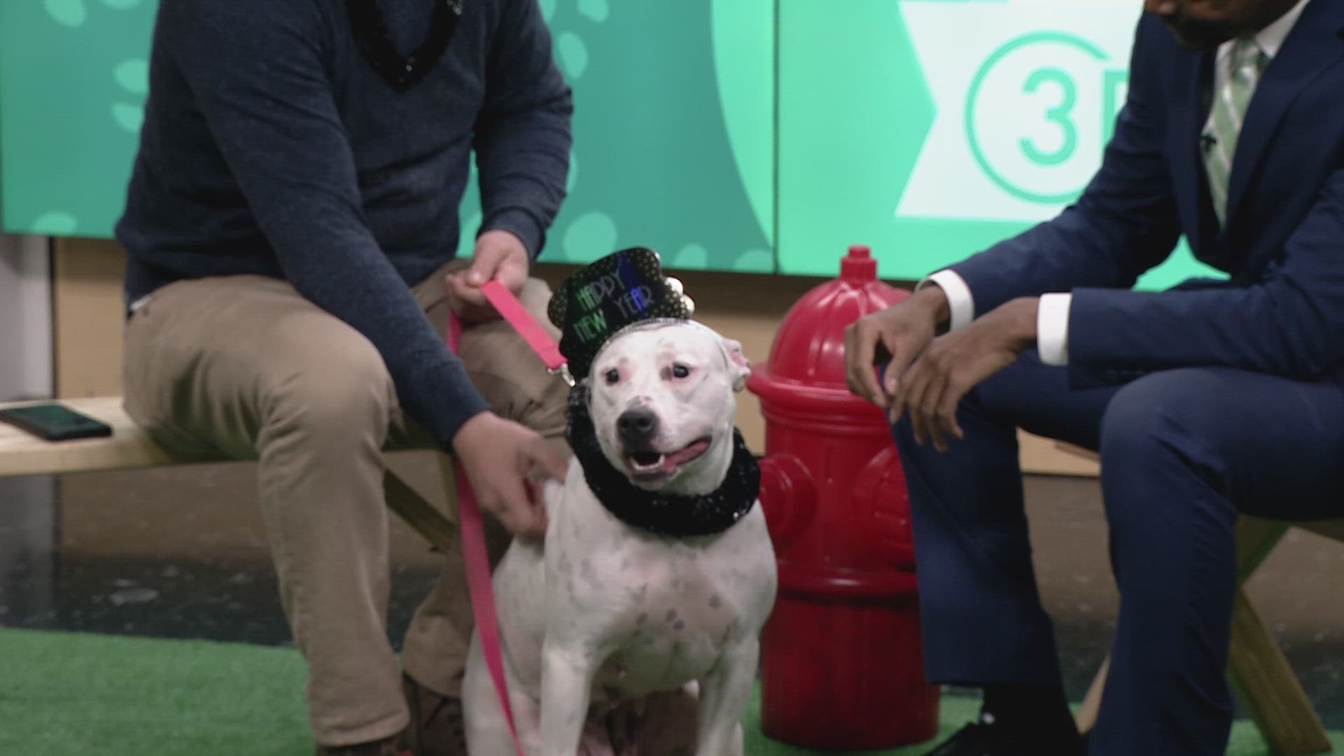 Ready Pet GO! Friendship Animal Protective League visits 3News | wkyc.com
