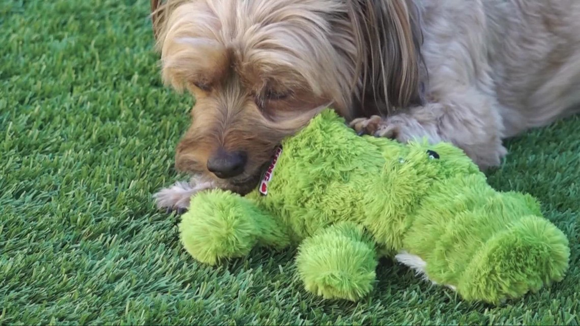 How does Sniffspot work for your dog? | wkyc.com