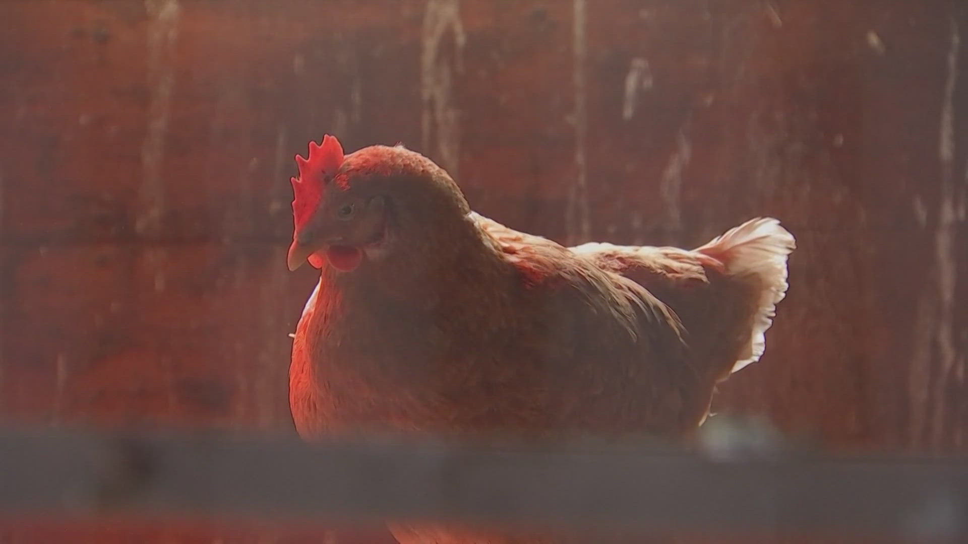 Ohio leads US in bird flu cases, affecting nearly 23 million birds | wkyc.com