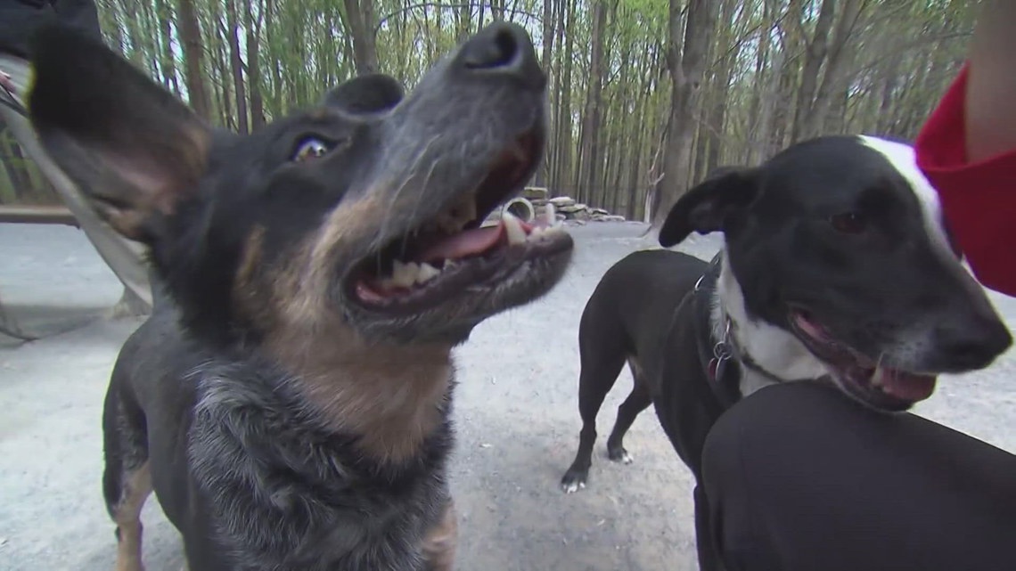 Avery’s Law now in effect in Ohio, increasing penalties for dangerous ...