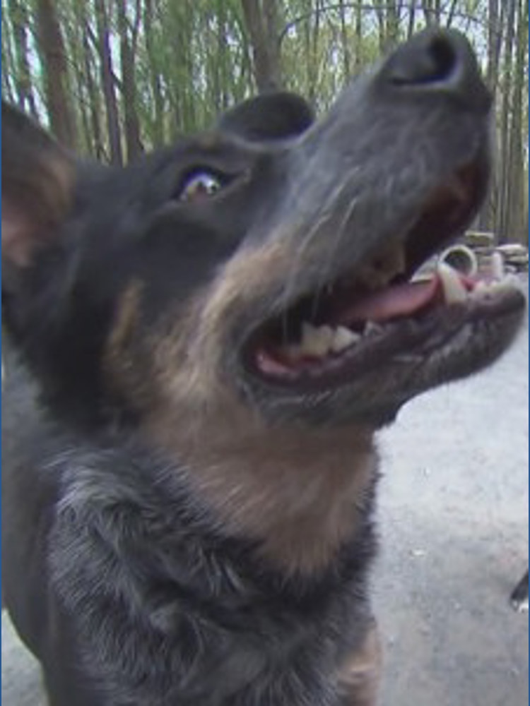Avery’s Law now in effect in Ohio, increasing penalties for dangerous ...