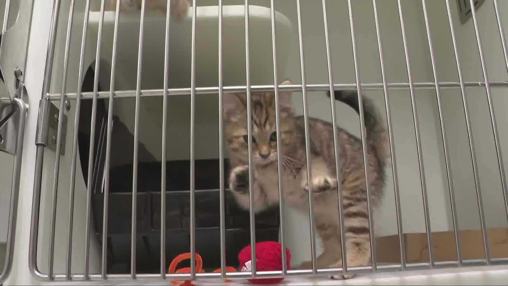 Adopting A Pet At Cleveland APL Adoption Fees Waived July 8 9 Wkyc