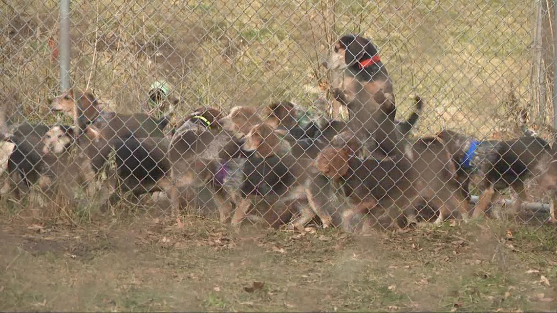 Police in Lakewood find 42 dogs in 'unsatisfactory conditions' at house ...