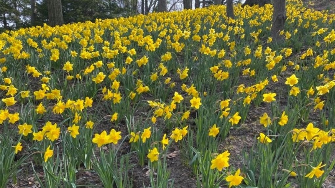 Spring has sprung! Share your pictures of flowers blooming with us ...