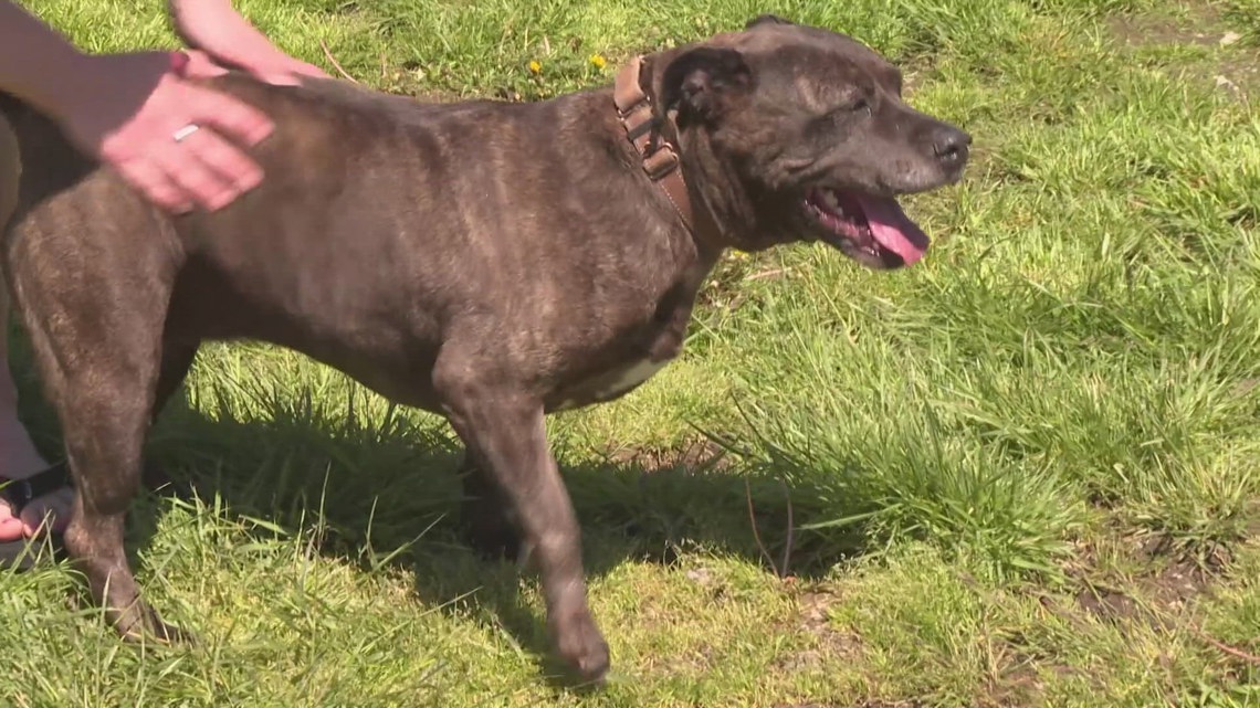 Paws and Prayers Pet Rescue's 'Forever Foster' program gives senior ...