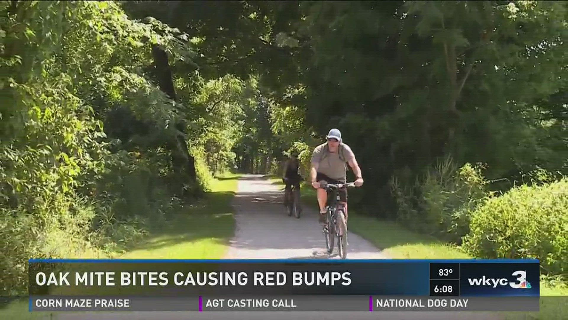 Oak mite bites causing red bumps | wkyc.com