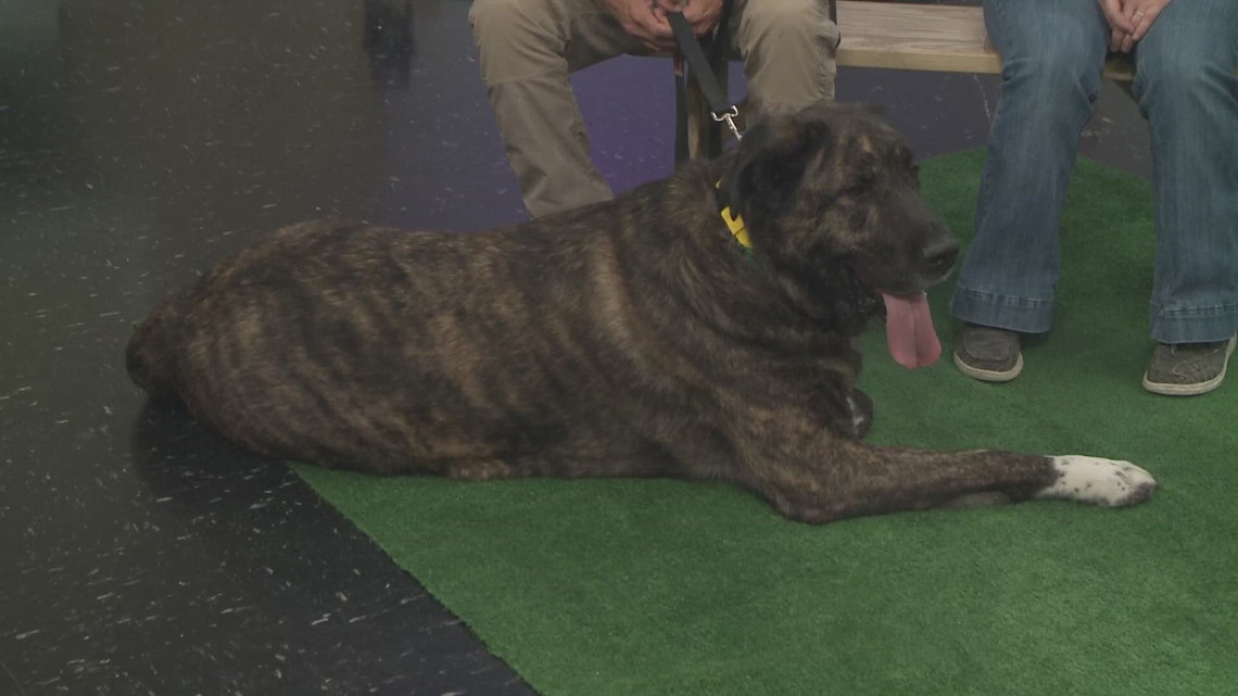 Ready Pet GO! Ashland County Dog Shelter visits 3News with Napoleon ...