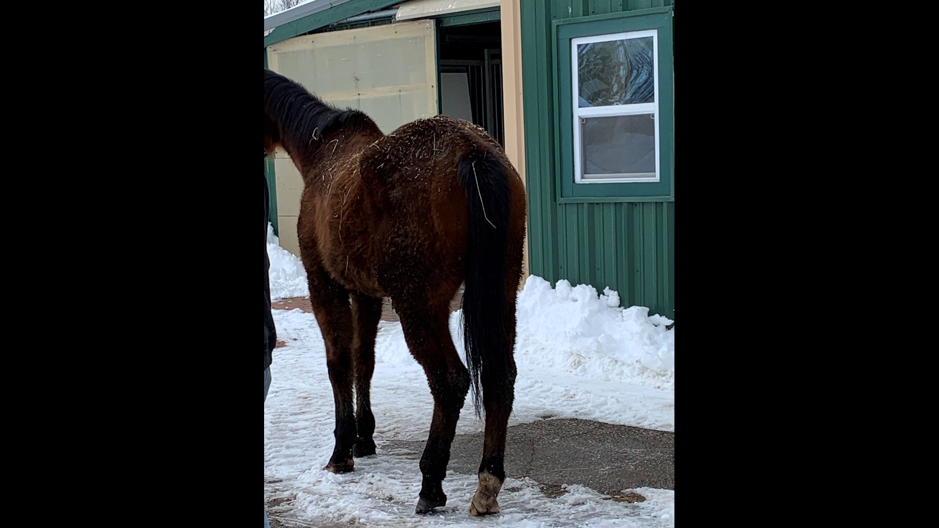 Lake County Humane Society rescues starving horses | wkyc.com