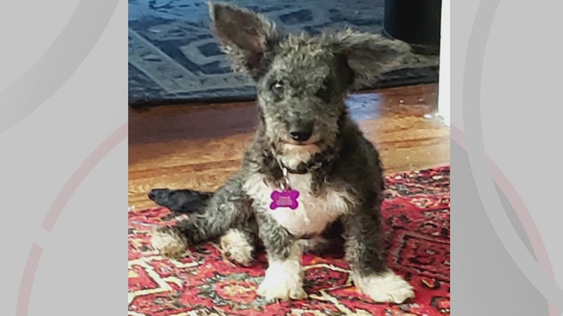 Doggone Weather: Dave | wkyc.com