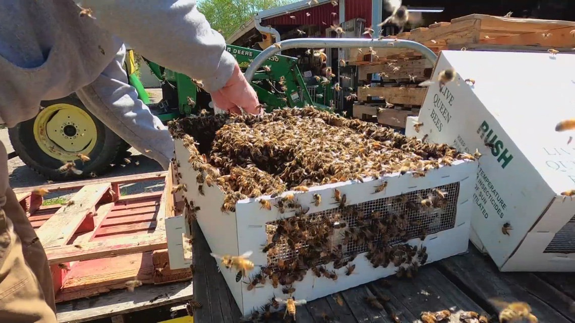 Beekeepers travel to Medina County for annual bee pickup | wkyc.com