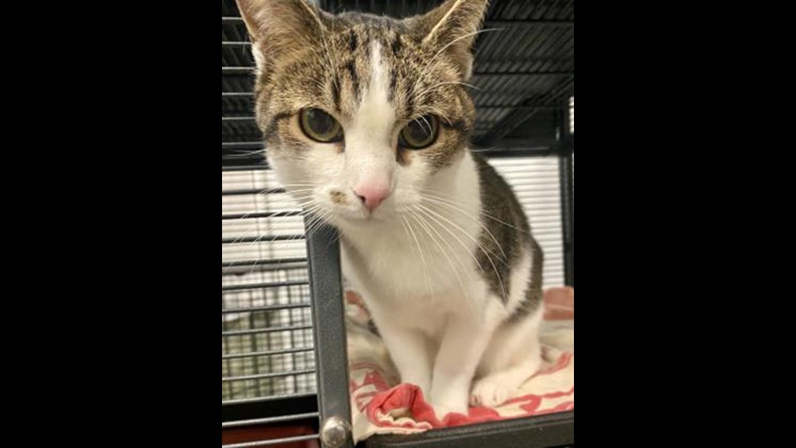 Humane Society of Summit County holding "Camp Adoptacat" | wkyc.com