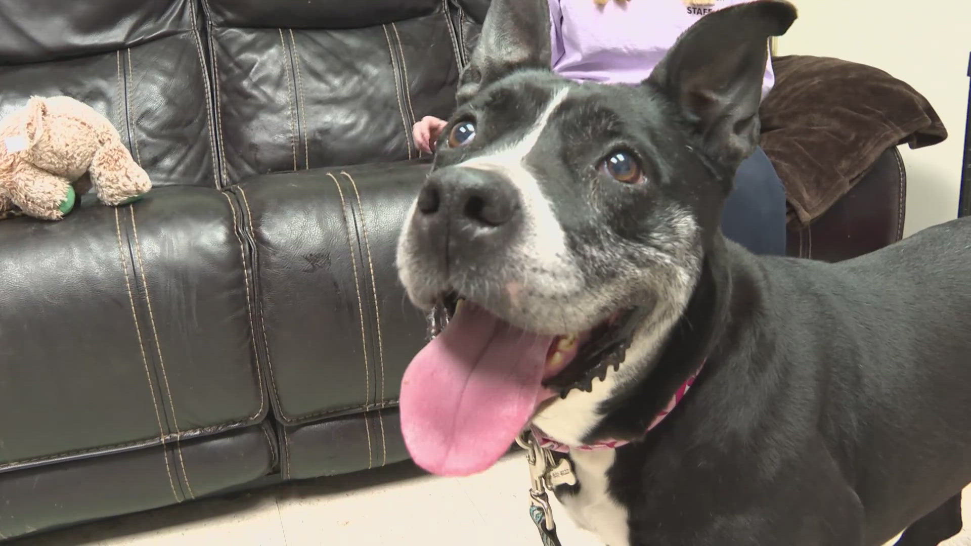 Baby the dog adopted into forever home in Northeast Ohio after years in ...