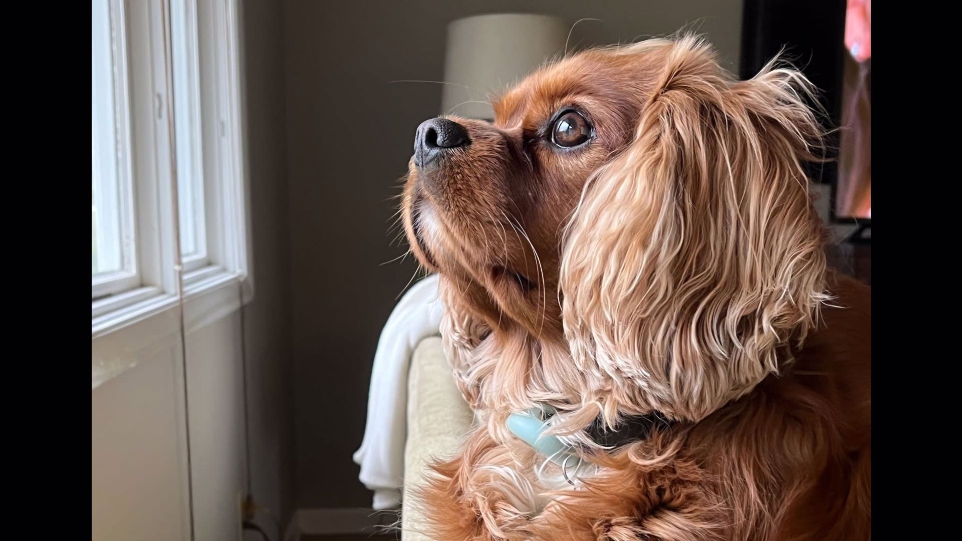 National Puppy Day 2023: Viewer photos | wkyc.com