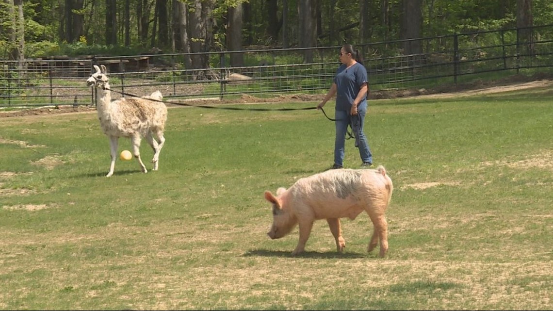Rescue Village takes in farm animals in need of adoption | wkyc.com