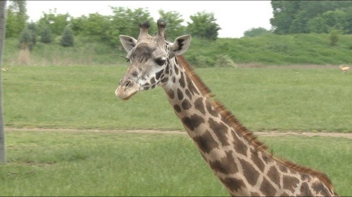 Local company, LeafFilter, aids giraffe conservation with new addition ...
