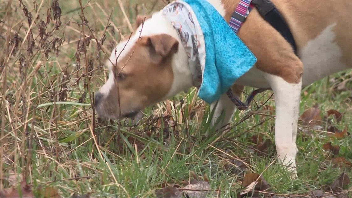 Why you should take your dog on a sniffari | wkyc.com