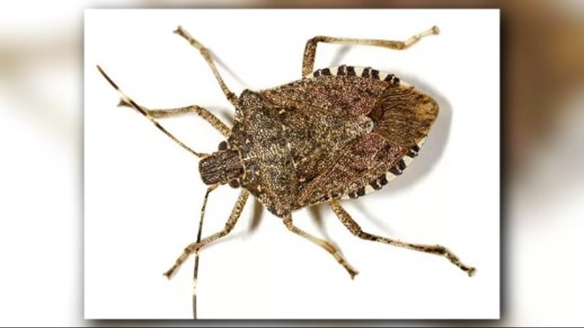 Stinkbugs invade Northeast Ohio: Here's what you need to know | wkyc.com