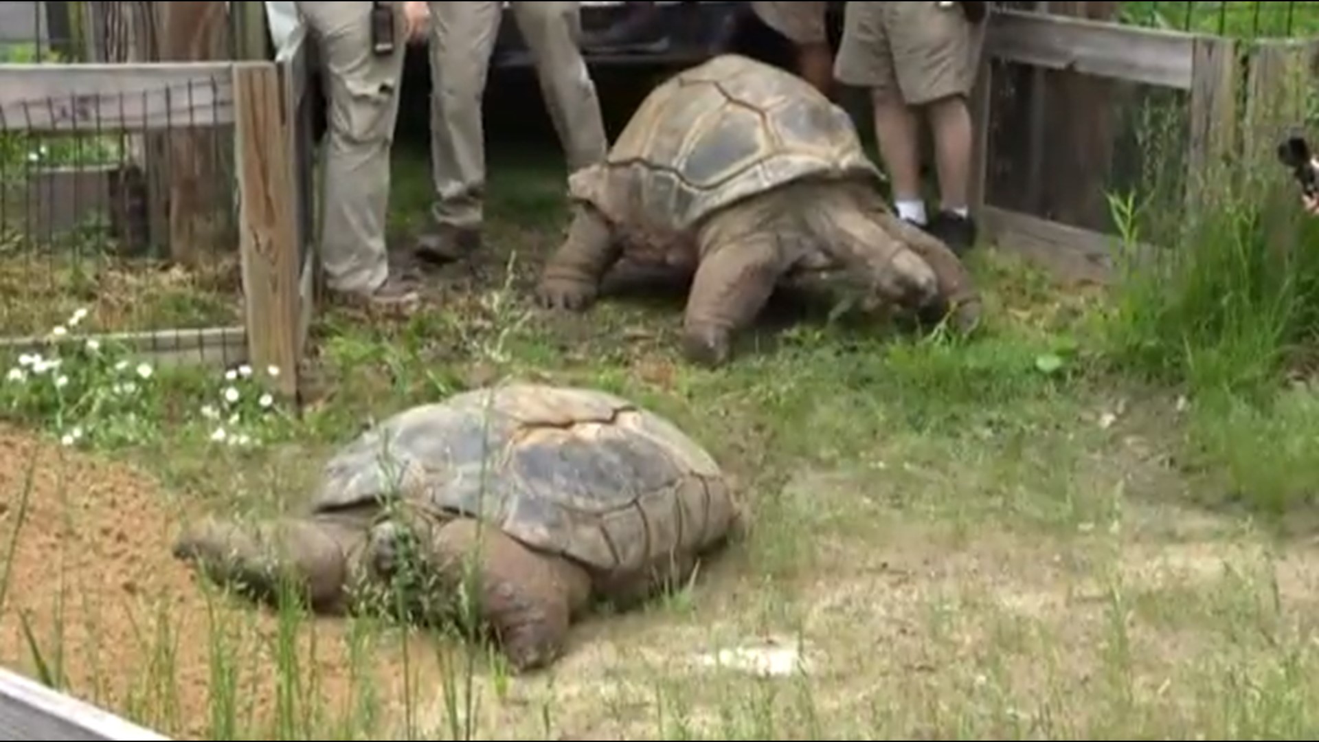 Tortoises move to outdoor exhibit at Cleveland Zoo | wkyc.com