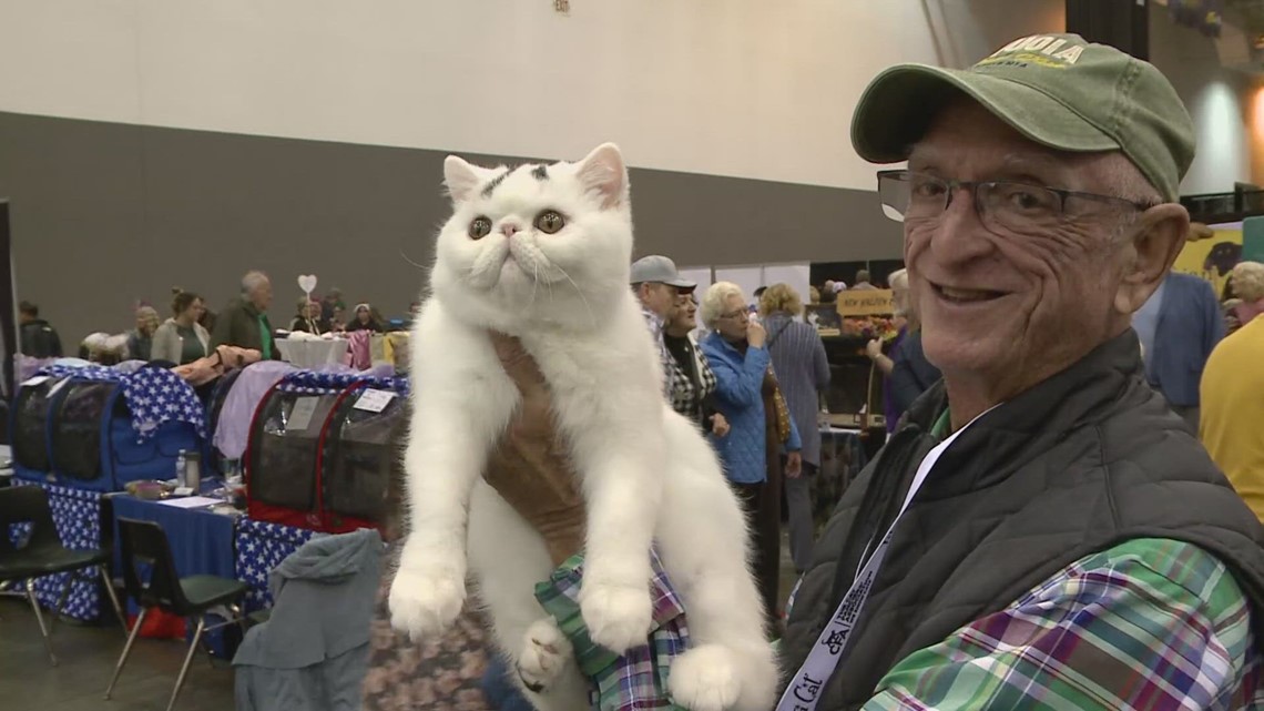 CFA International Cat Show taking place in Cleveland this weekend ...