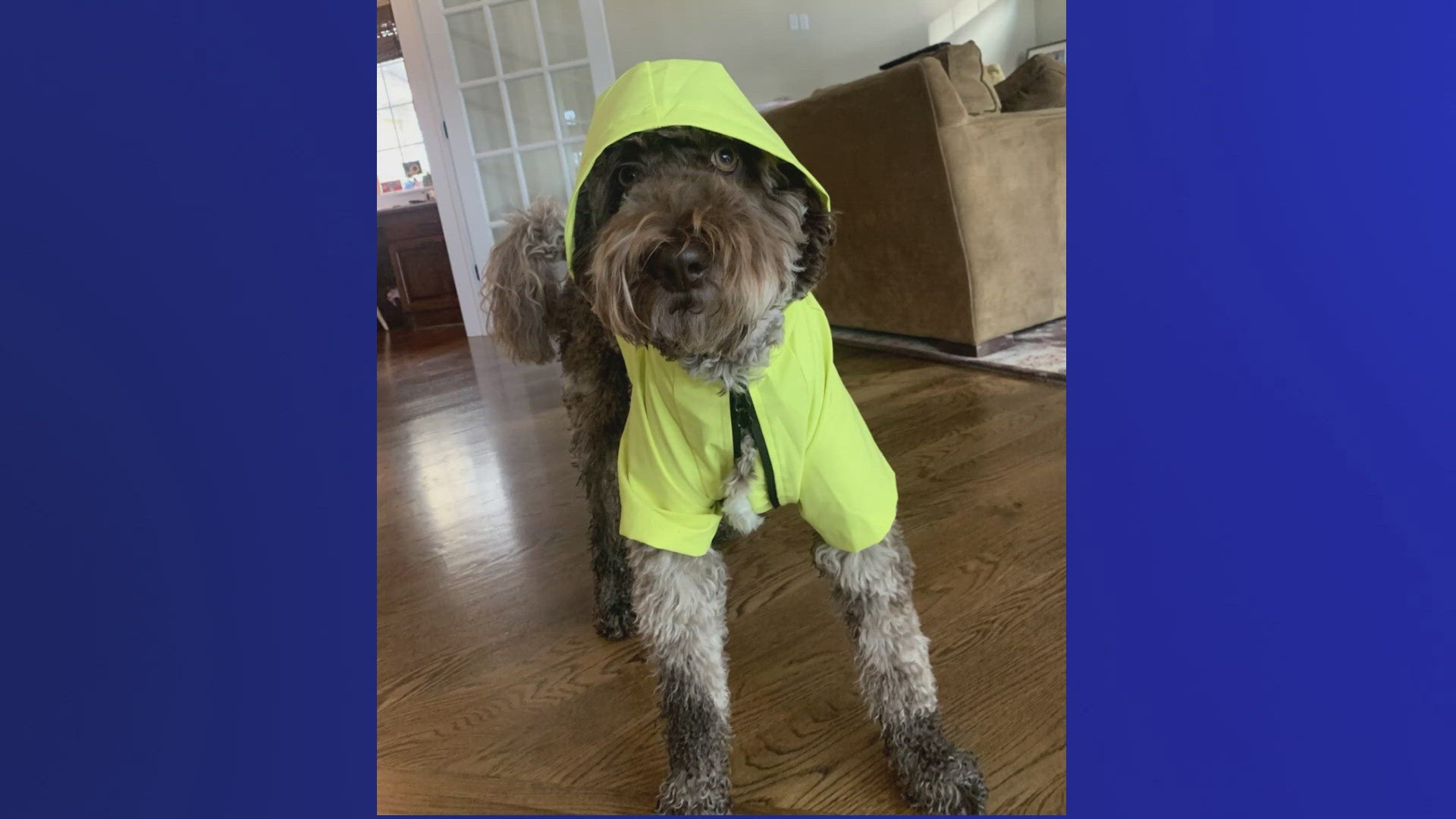 Doggone Weather in Northeast Ohio for Nov. 18, 2025: Meet Harry | wkyc.com