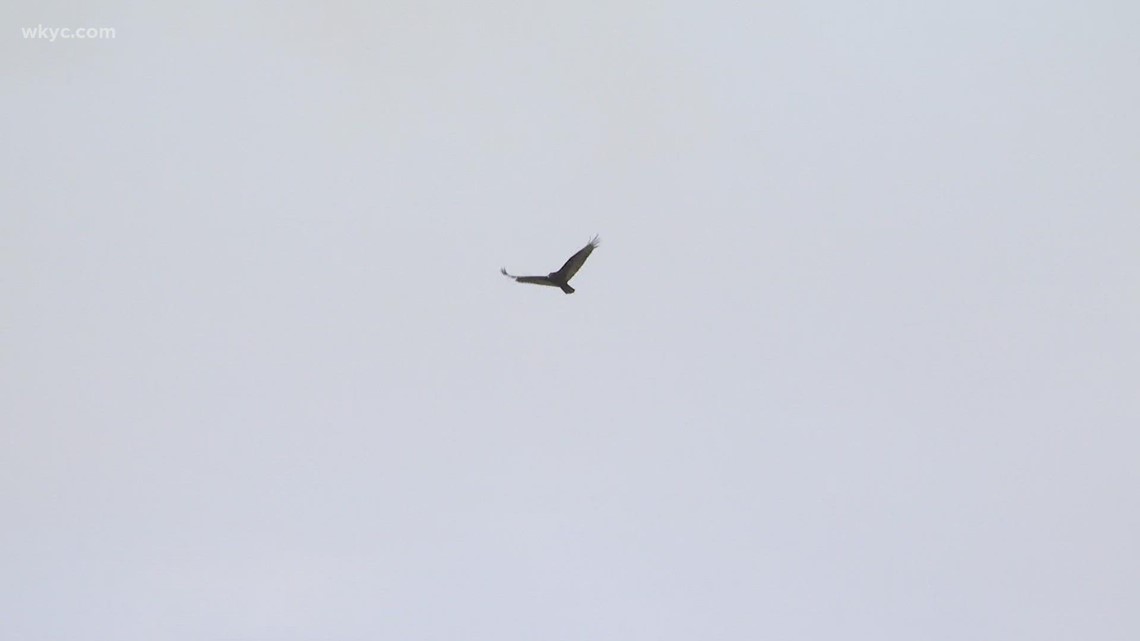 Watch the moment the buzzards returned to Hinckley | wkyc.com