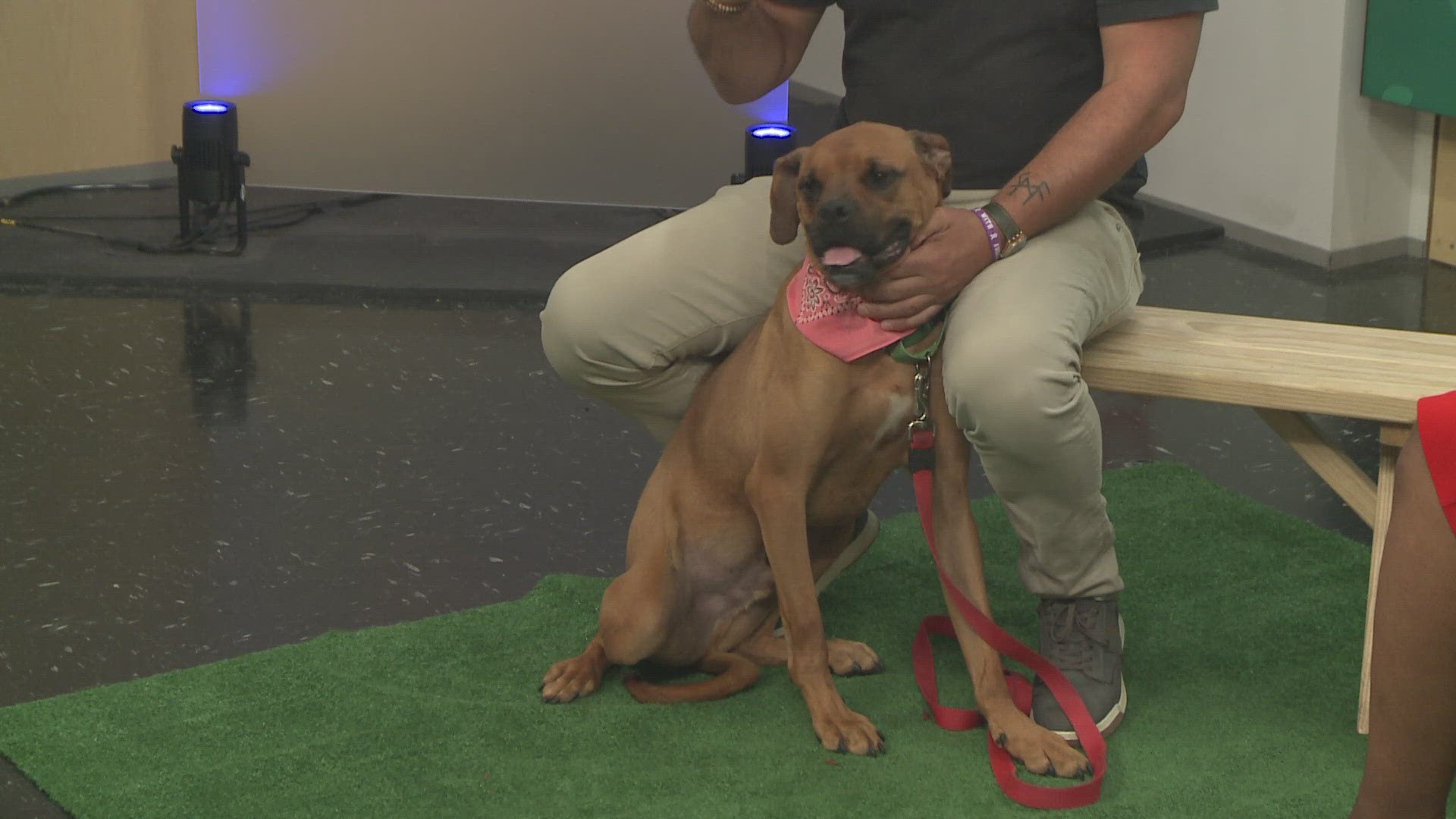 Ready Pet GO! Friendship APL visits 3News with Roy Jones Jr. the dog ...