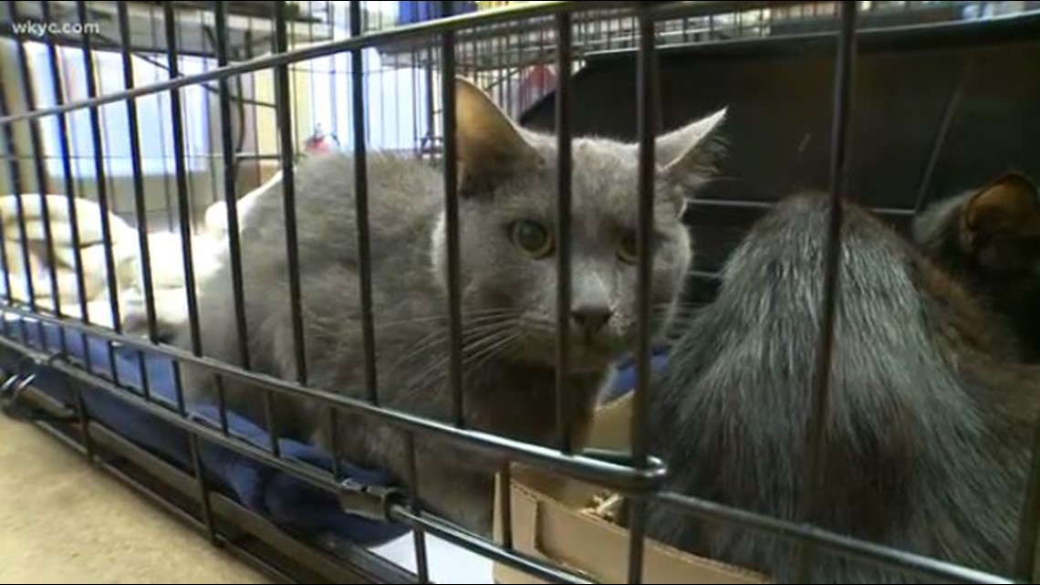 Cleveland APL reduces cat adoption fees: Kittens now $10; Adult cats $4 ...