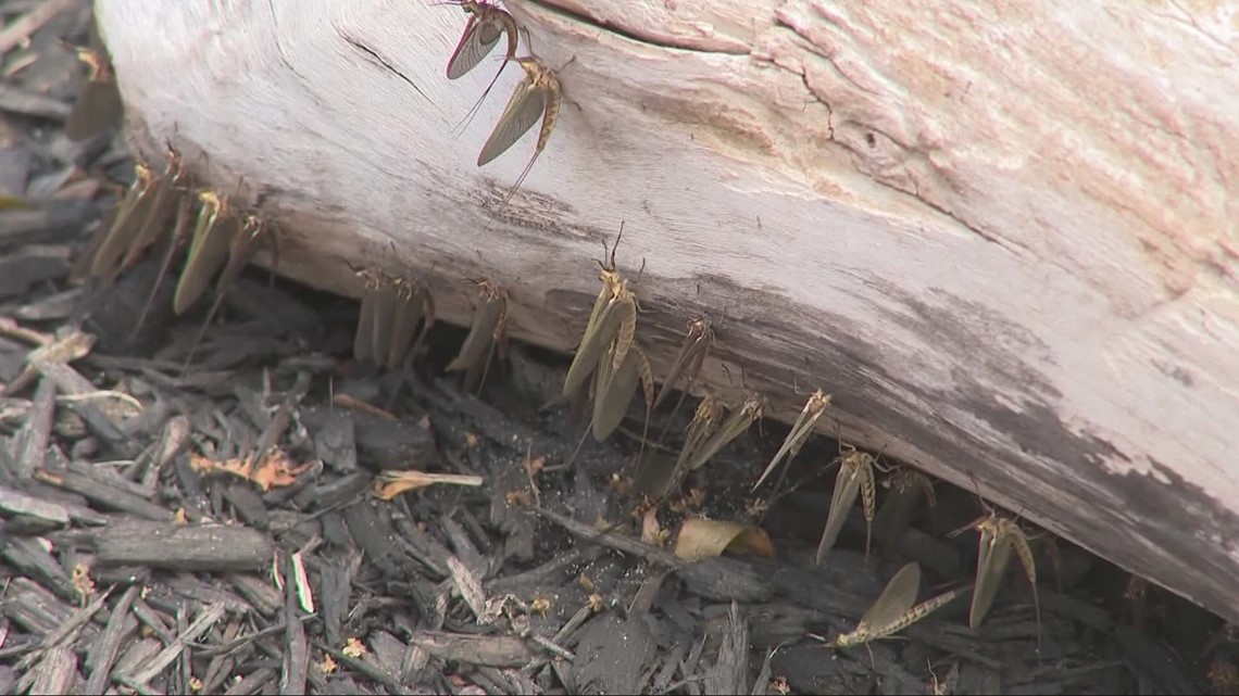 Mayflies can be more than a nuisance; they can also bring safety issues ...