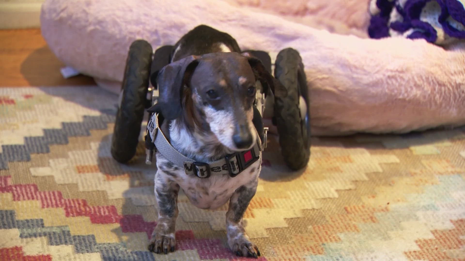 How does dog acupuncture work? | Ready Pet GO! | wkyc.com