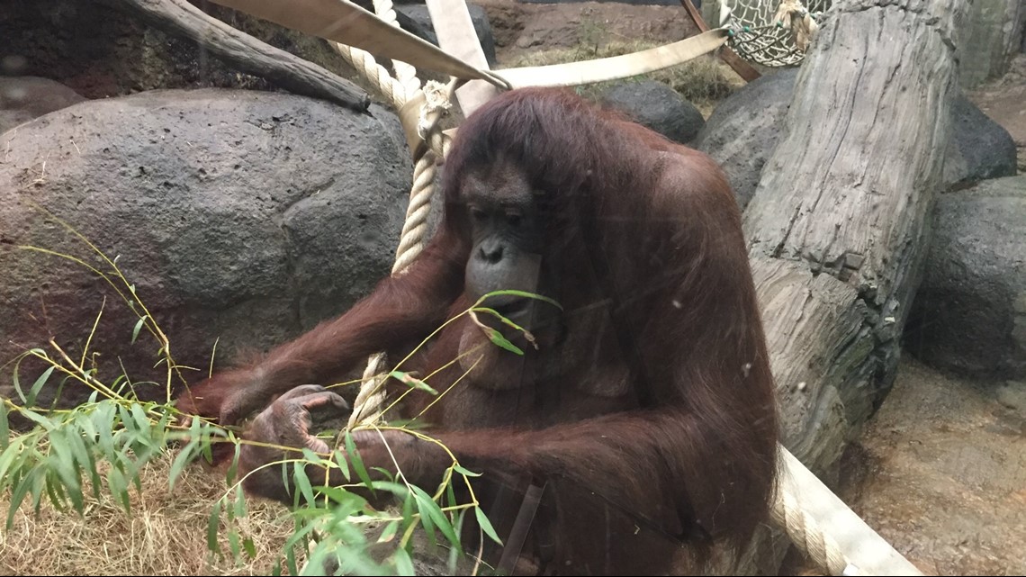 Cleveland Metroparks Zoo carries on The RainForest's legacy of ...