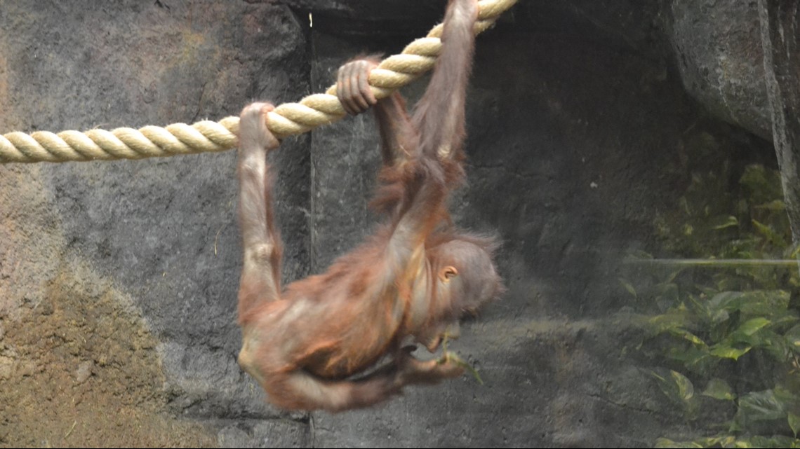 Cleveland Metroparks Zoo carries on The RainForest's legacy of ...