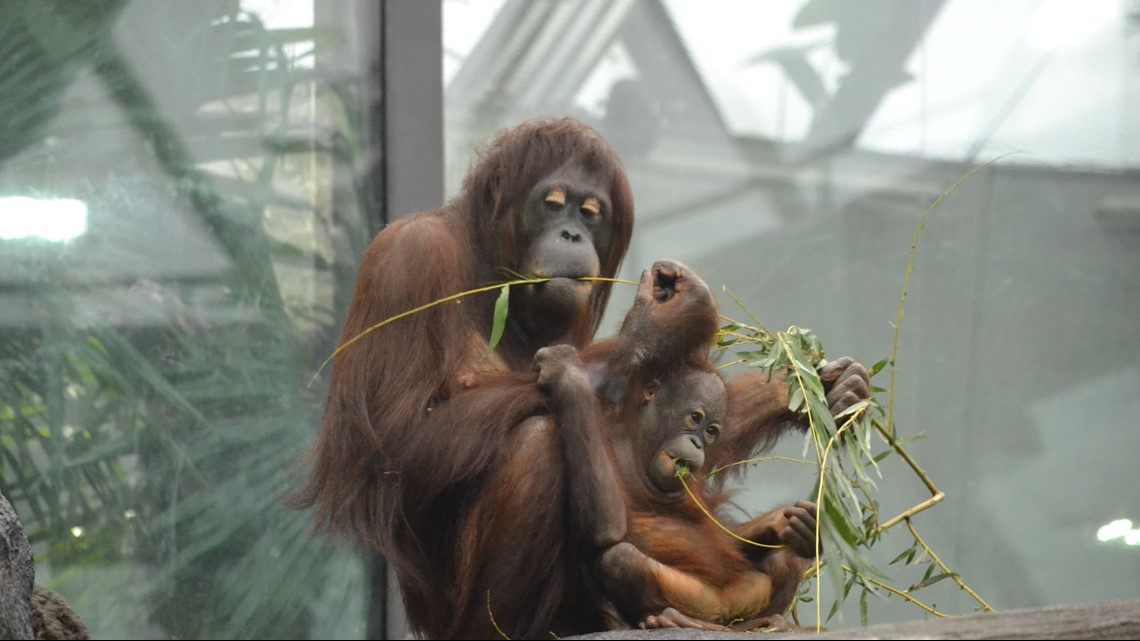 Cleveland Metroparks Zoo carries on The RainForest's legacy of ...