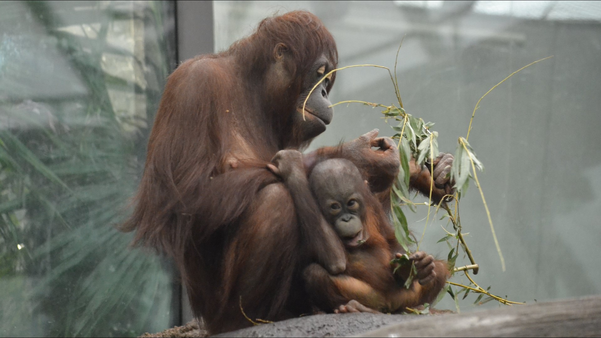 Cleveland Metroparks Zoo carries on The RainForest's legacy of ...