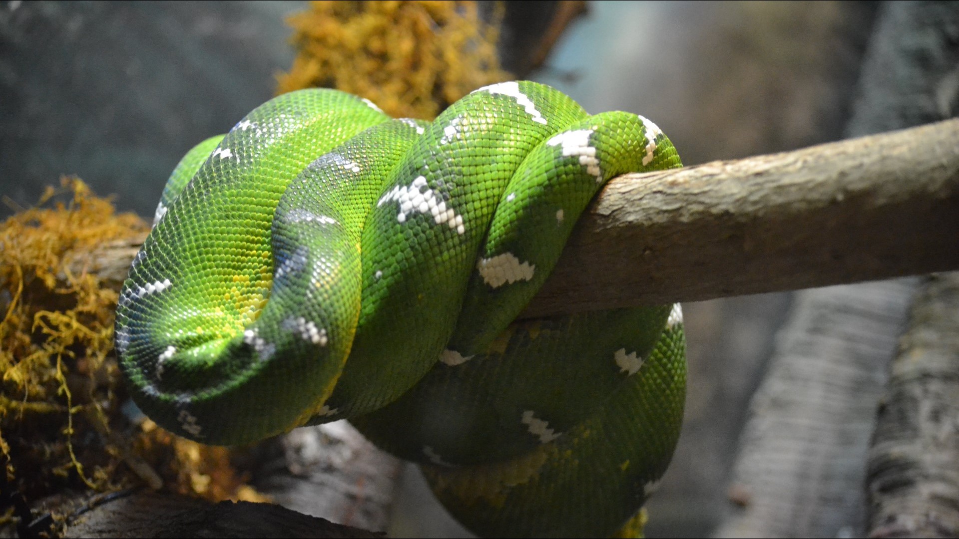 PHOTOS: Cleveland Metroparks Zoo carries on The RainForest's legacy of ...
