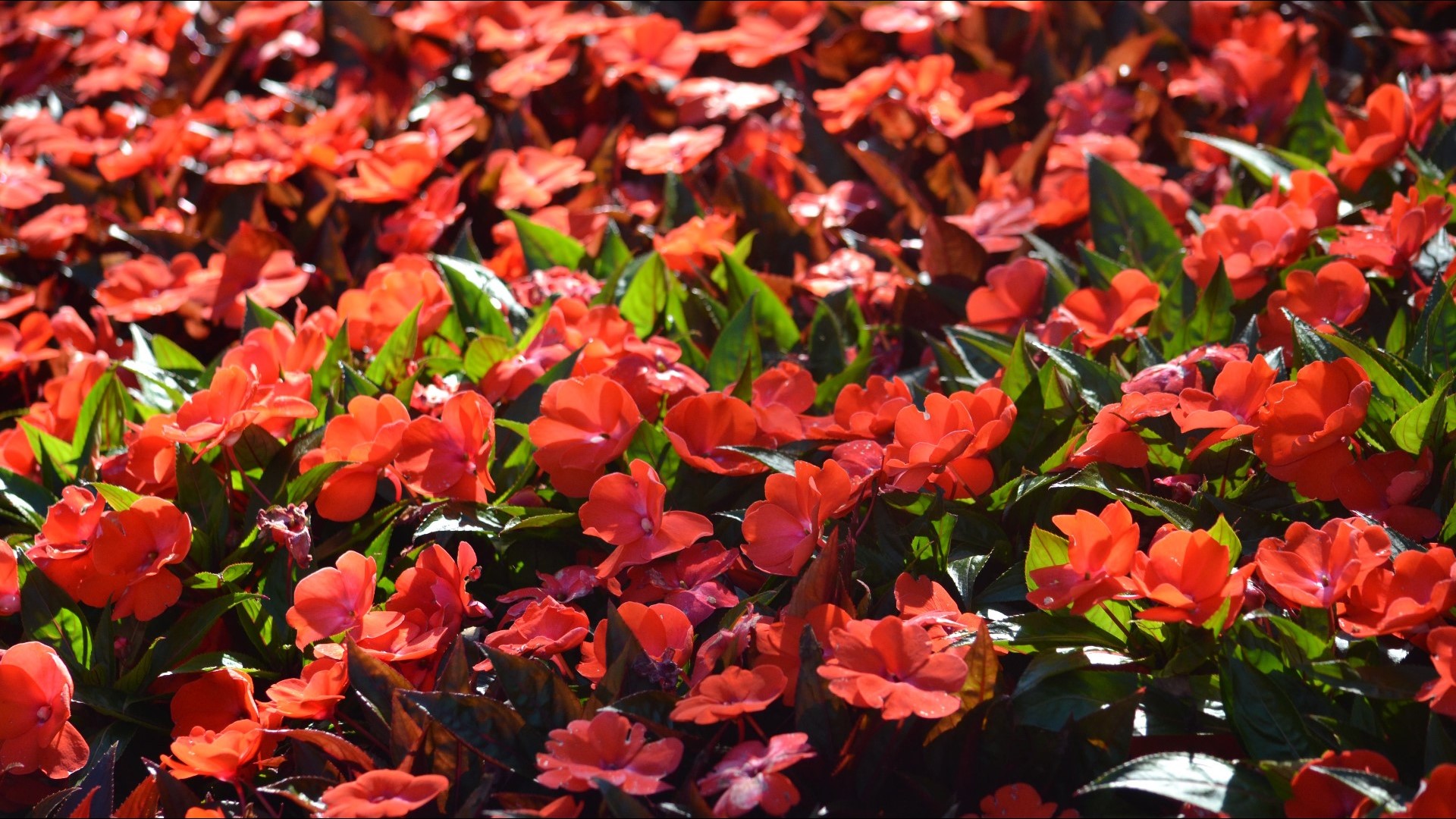 Cleveland Metroparks Zoo carries on The RainForest's legacy of ...