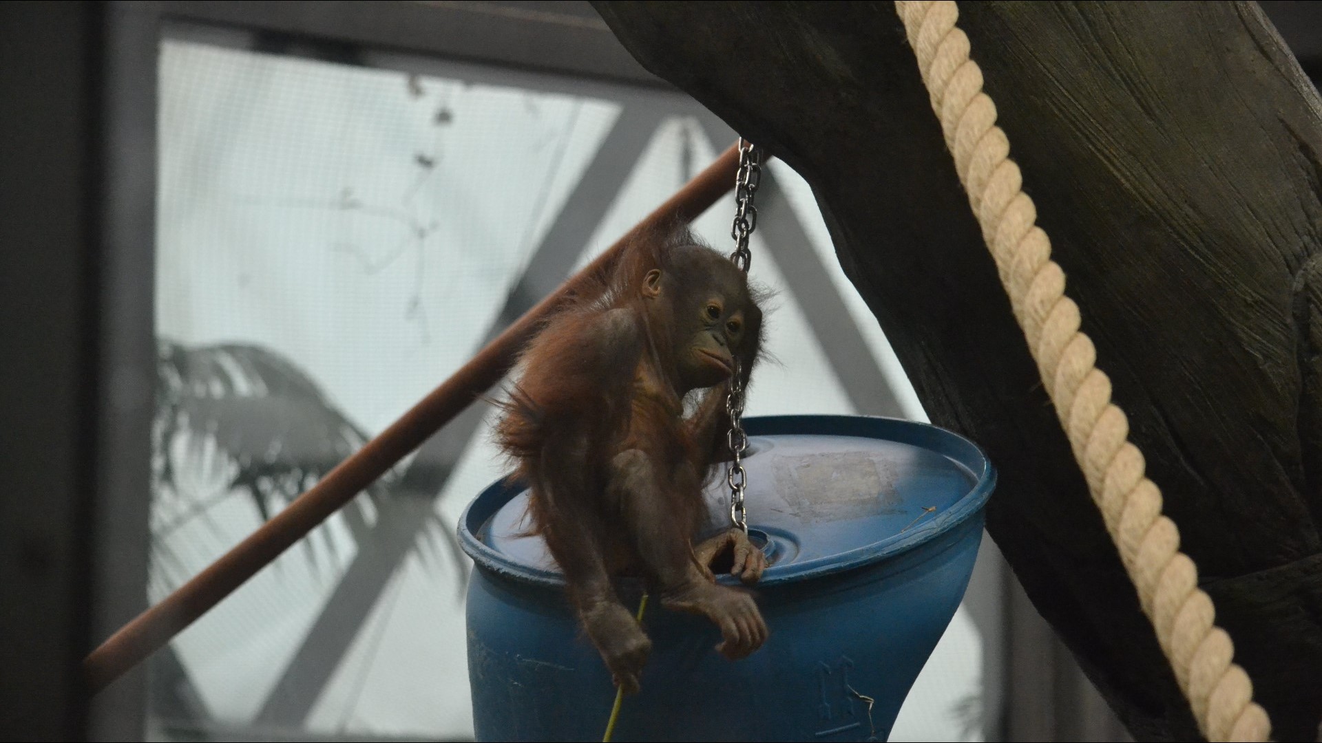 Cleveland Metroparks Zoo carries on The RainForest's legacy of ...