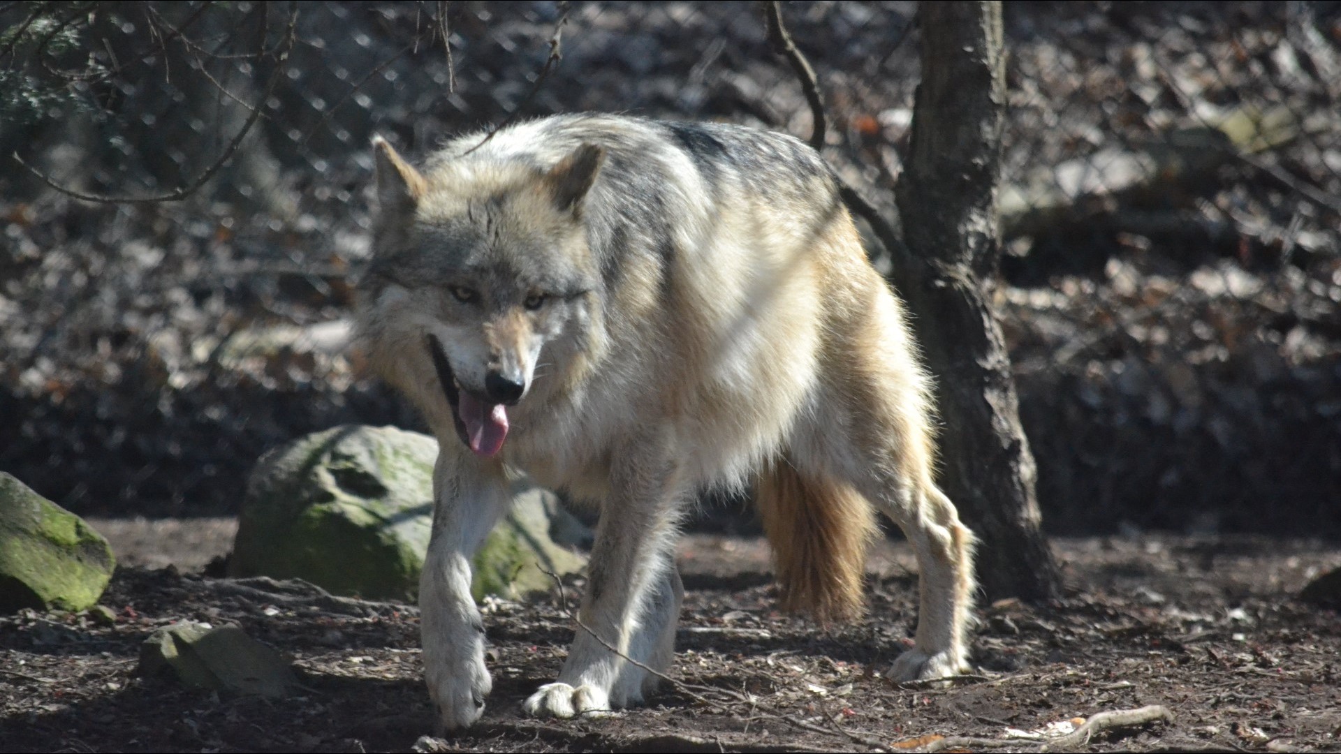 PHOTOS: Wolf Wilderness carries on The RainForest's legacy at Cleveland ...