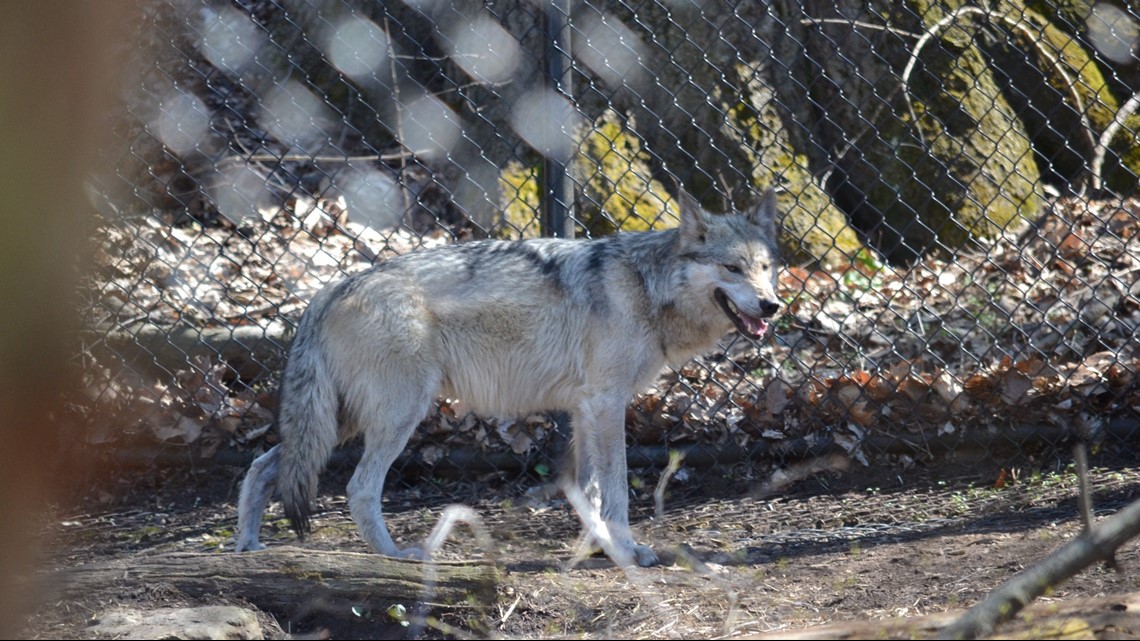 Wolf Wilderness carries on The RainForest's legacy at Cleveland ...