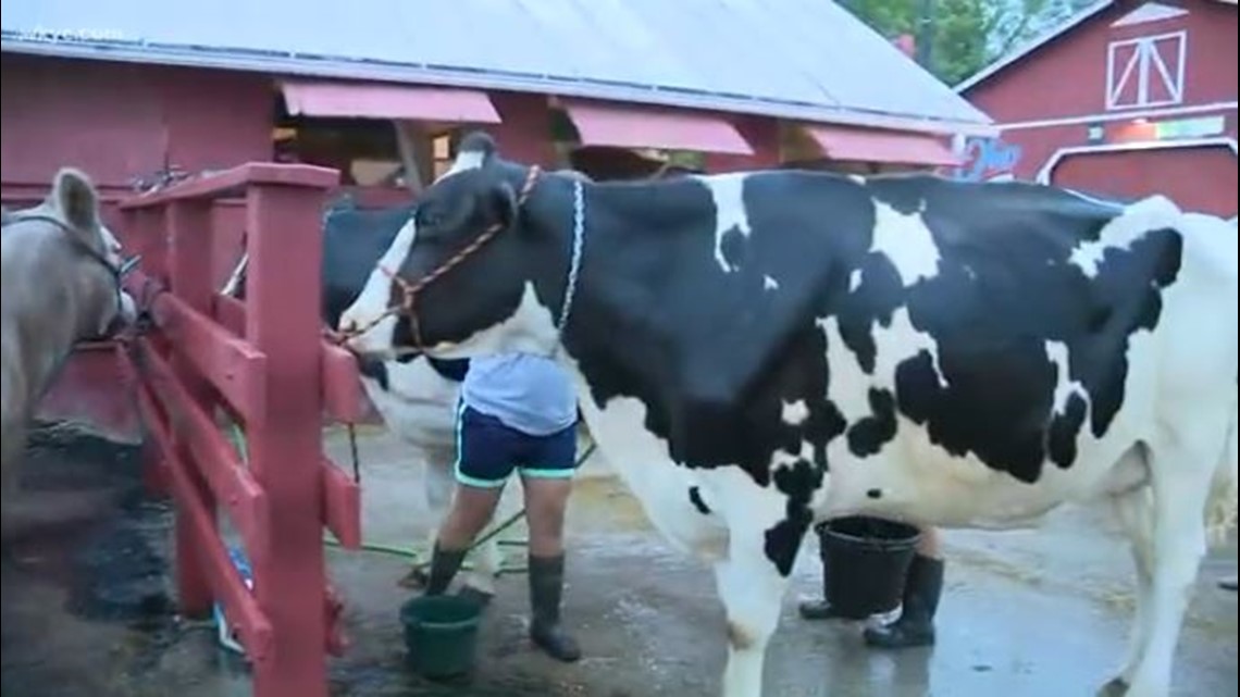 Unraveling the mystery of whether cows fart | wkyc.com