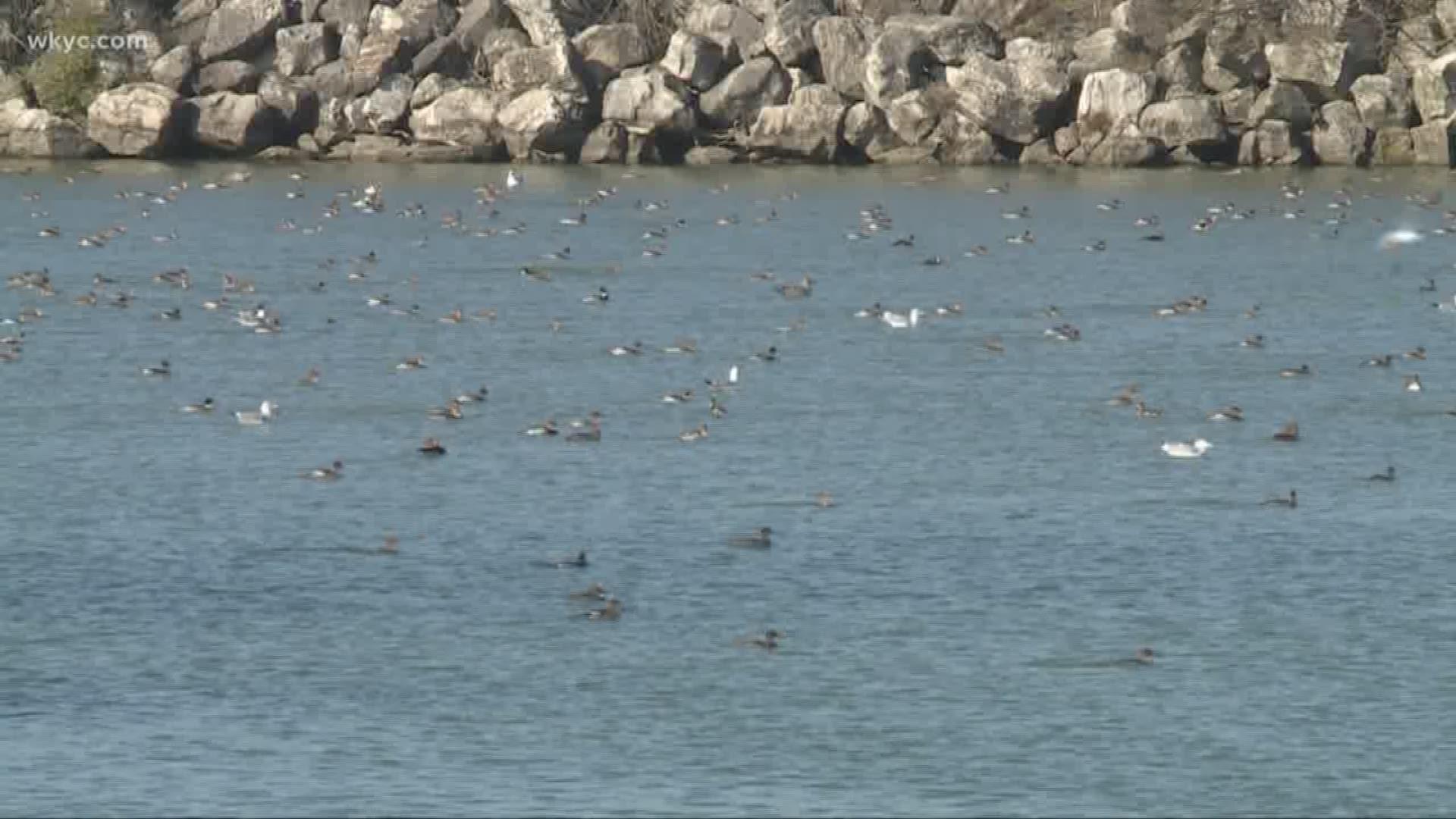 Duck hunting season begins in Ohio | wkyc.com